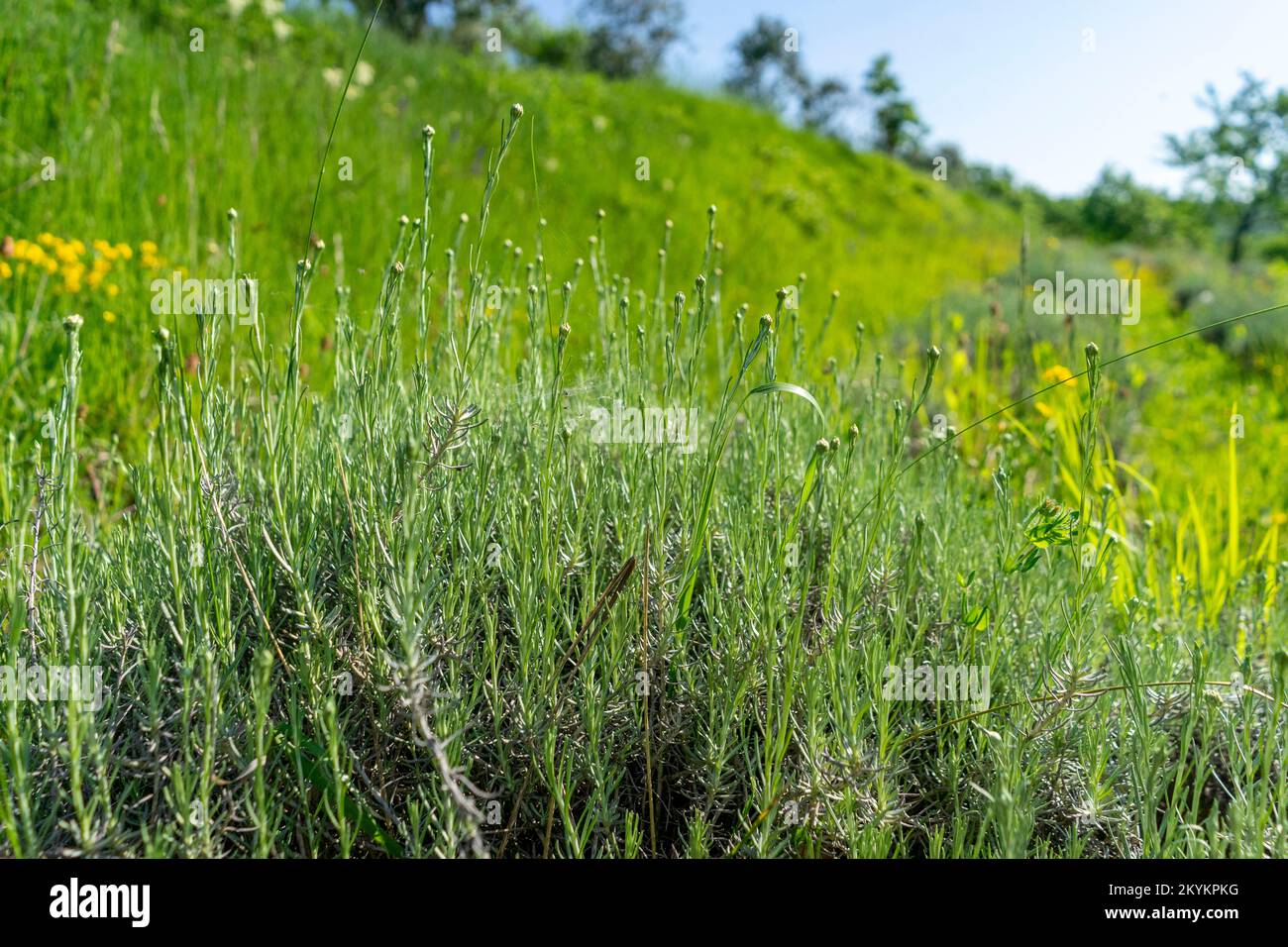 This medicinal flower is called dwarf everlast or immortelle Stock ...
