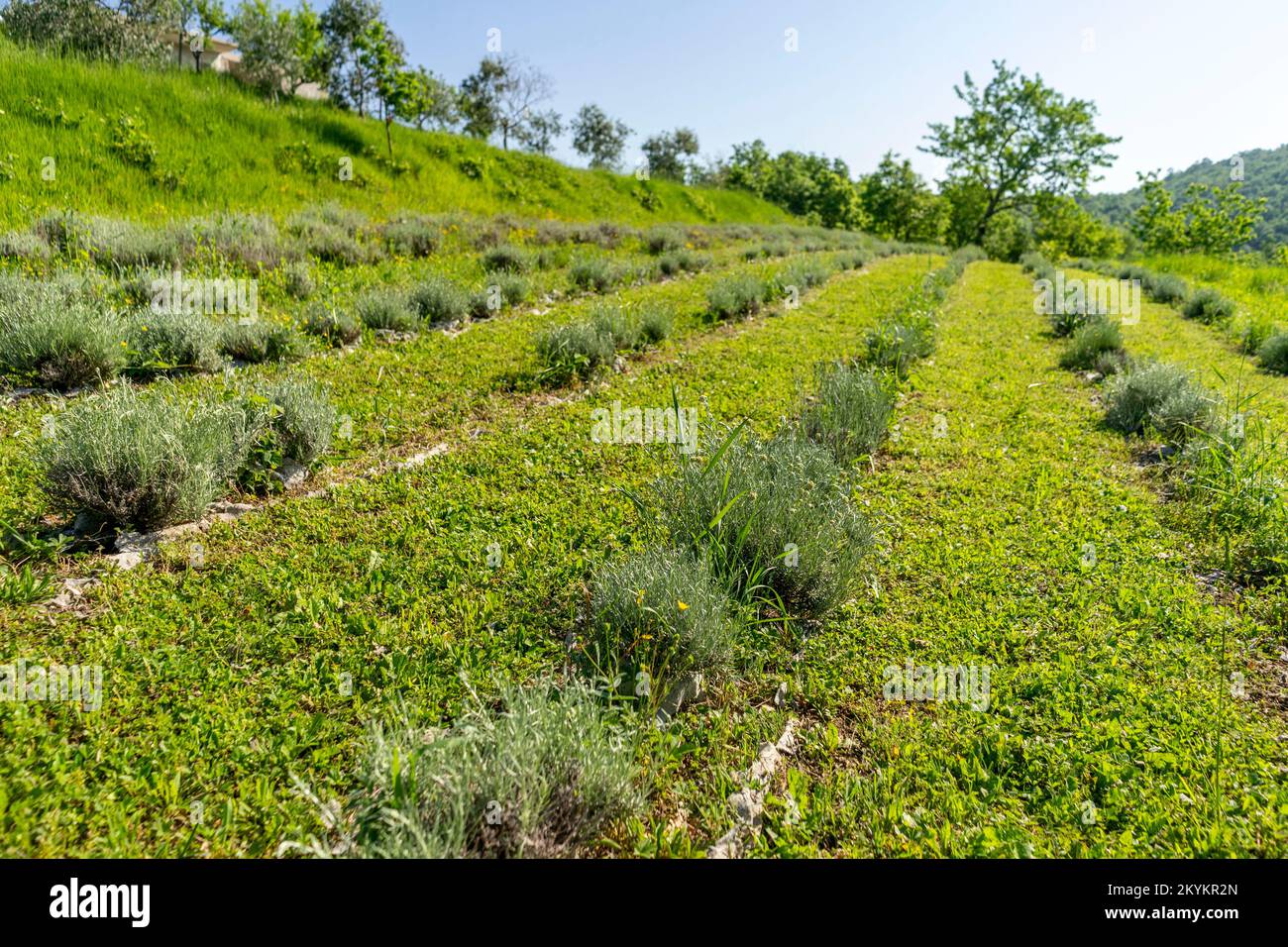 Everlast hi-res stock photography and images - Alamy