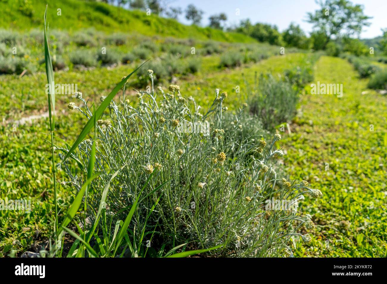 This medicinal flower is called dwarf everlast or immortelle Stock ...