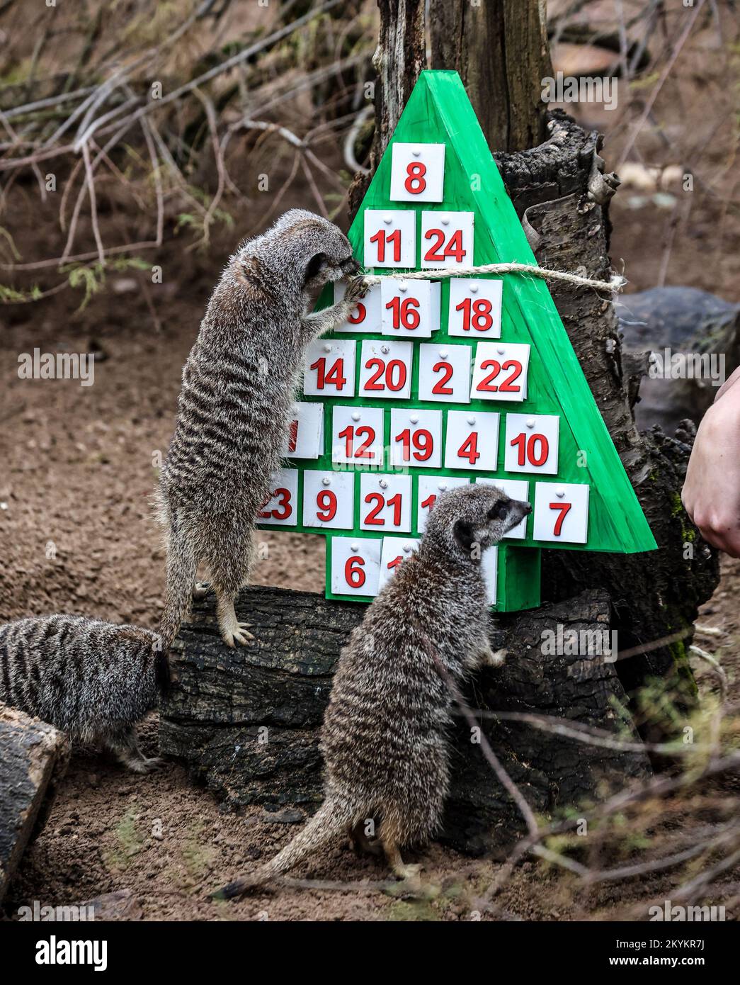 London, UK. 30th Nov, 2022. Meerkats seen enjoying advent calendar ...