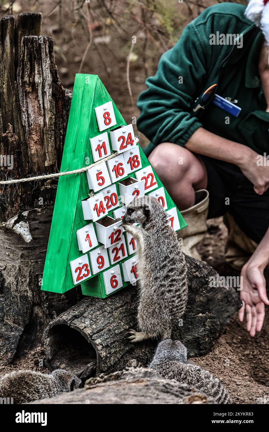 Zoo Animal Calendar 2022
