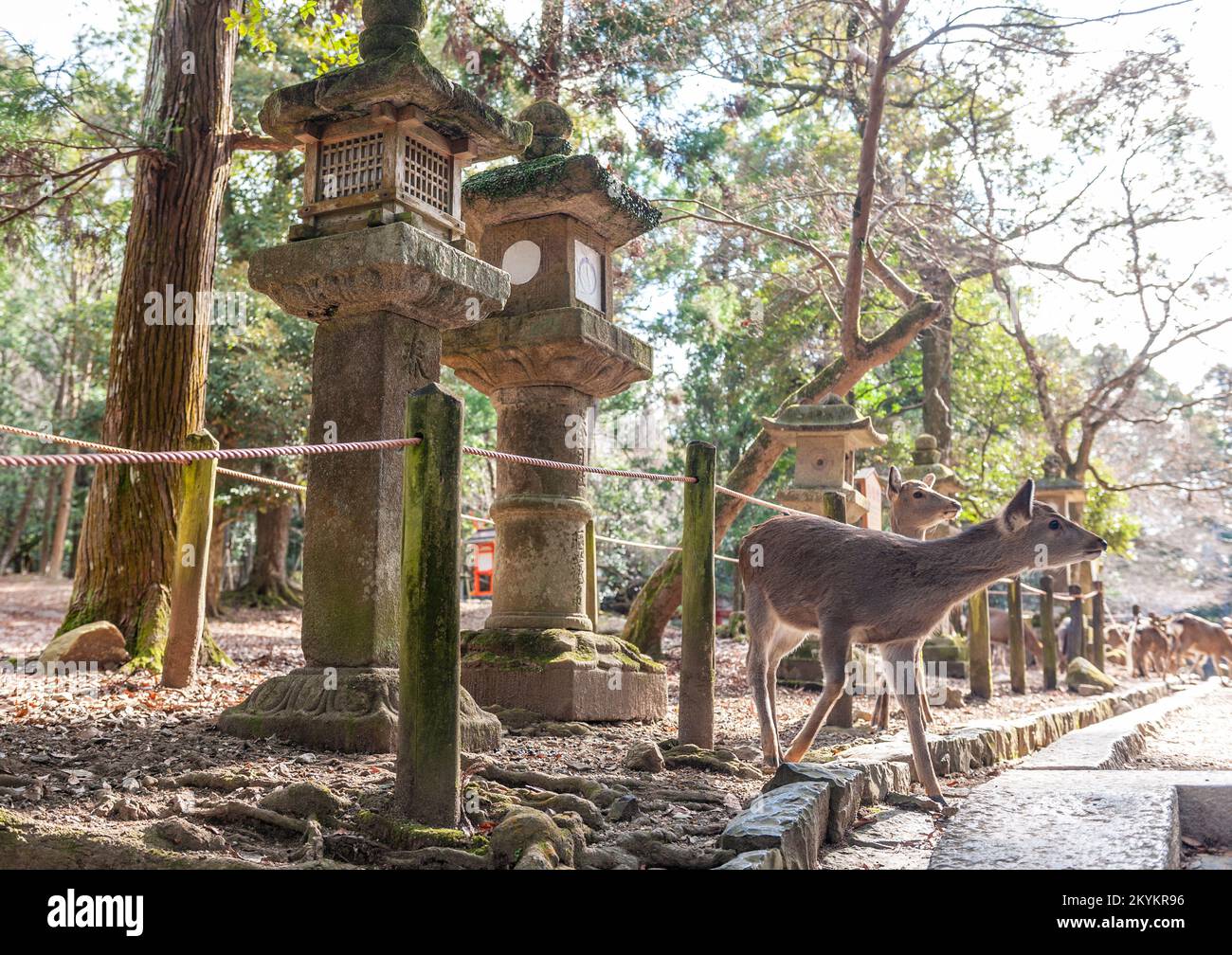 Nara, Japan - January 5, 2020.Exterior shot of Nara Park, wih many deer ...
