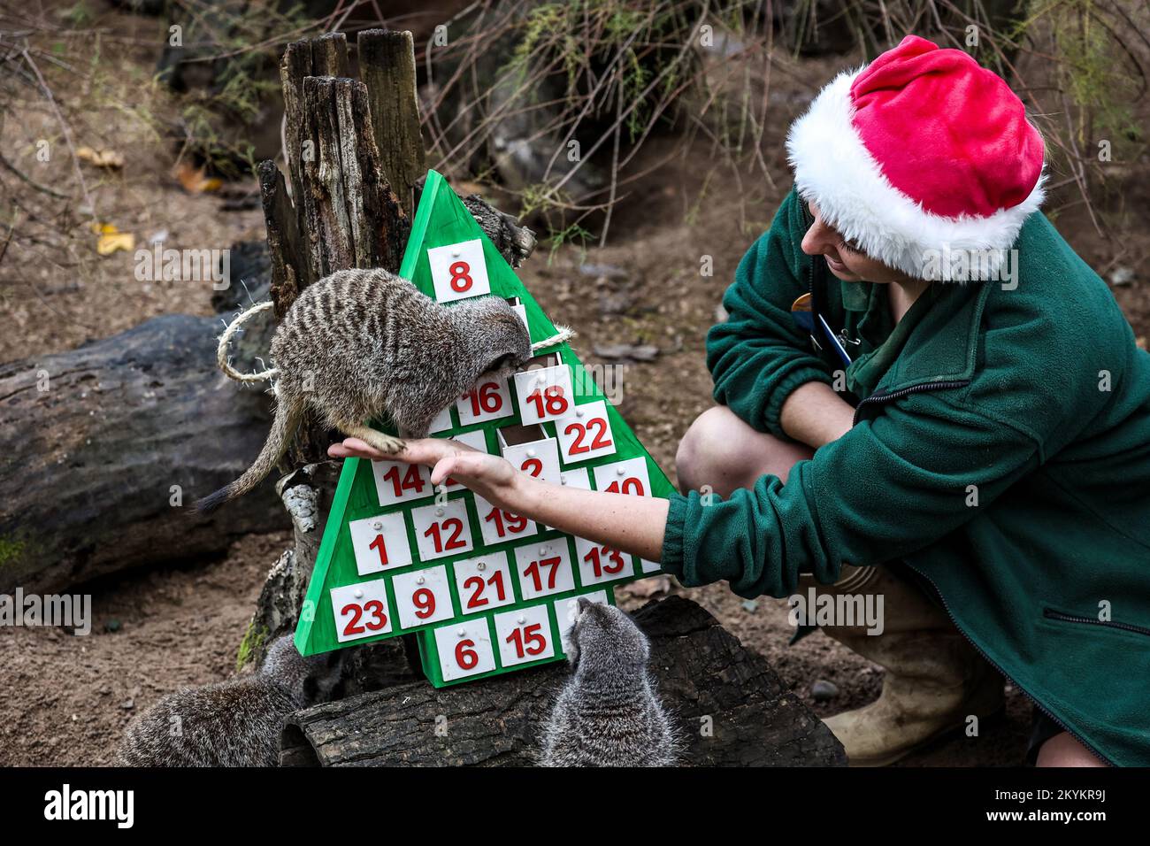 London zoos christmas photocall hi-res stock photography and images - Alamy