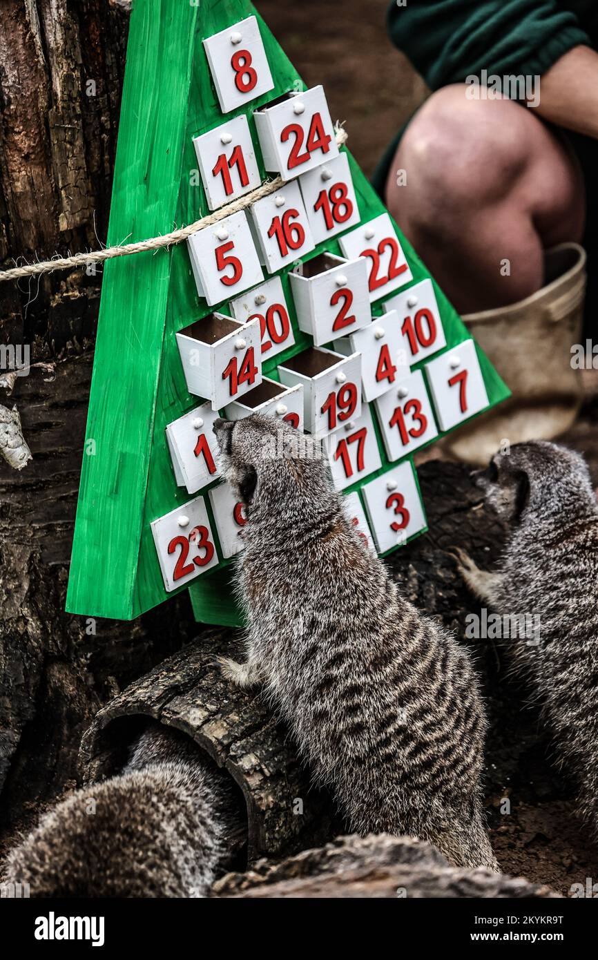 London, UK. 30th Nov, 2022. Meerkats seen enjoying advent calendar ...