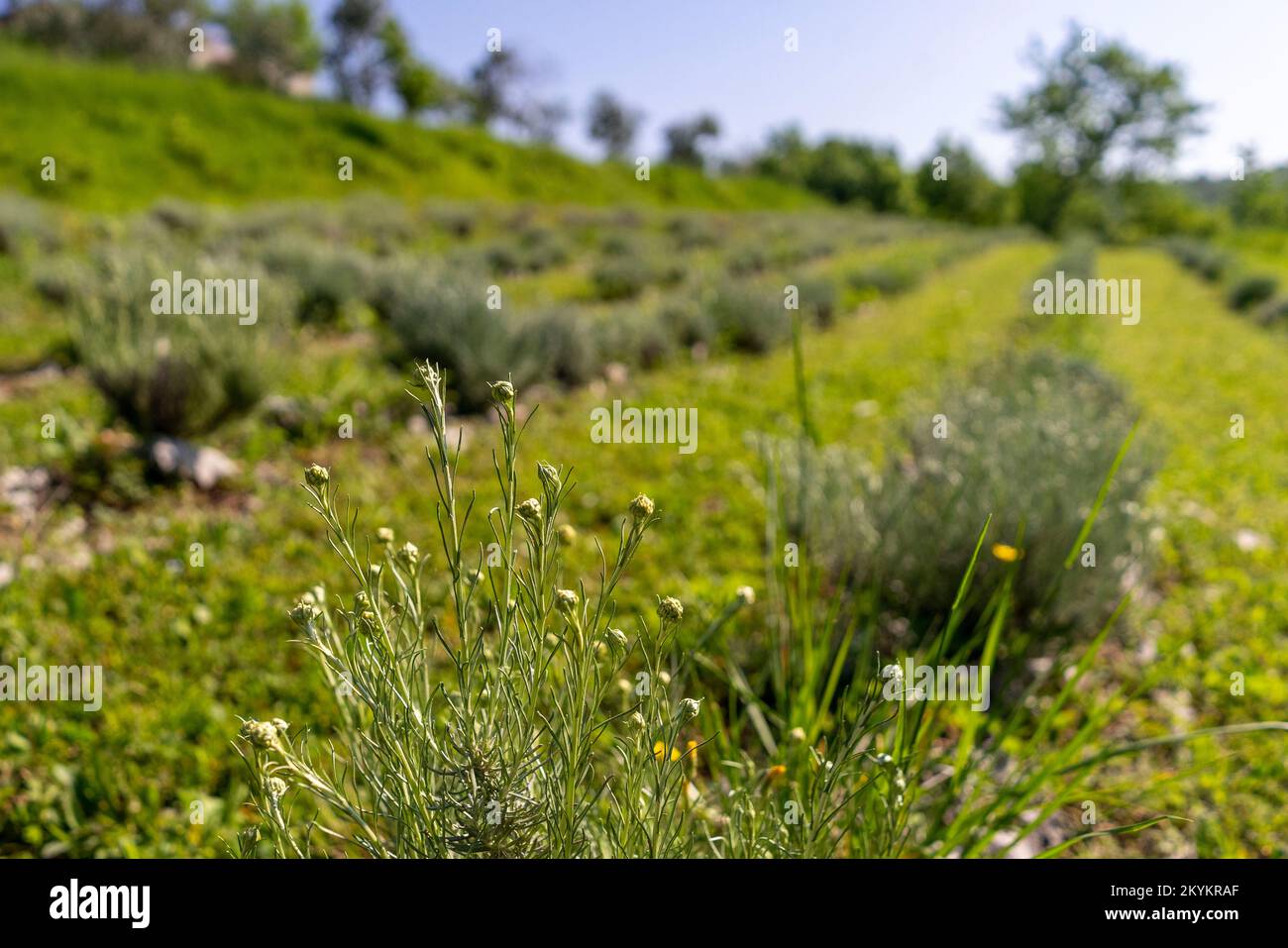 This medicinal flower is called dwarf everlast or immortelle Stock ...