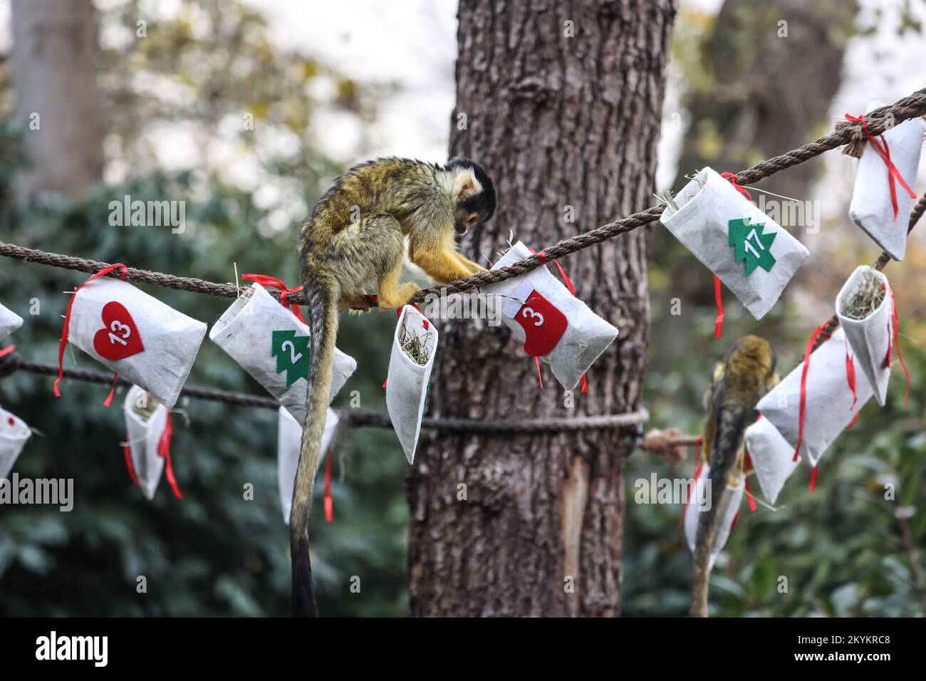 London zoos christmas photocall hi-res stock photography and images - Alamy