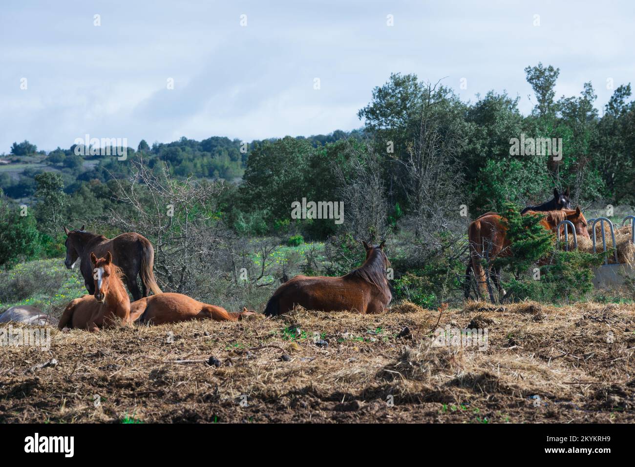 Trained horses enjoying the wilderness Stock Photo - Alamy