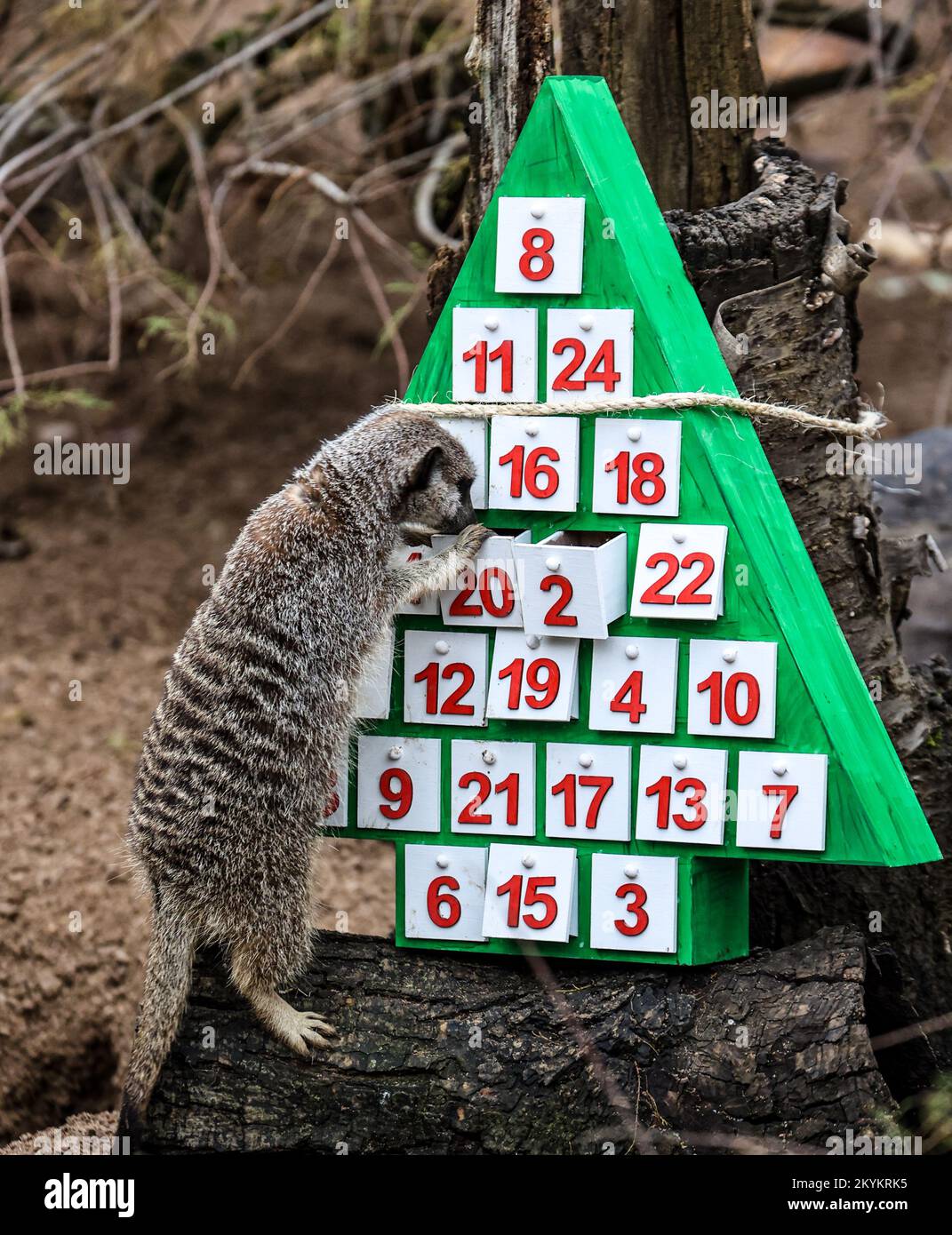 London zoos christmas photocall hi-res stock photography and images - Alamy