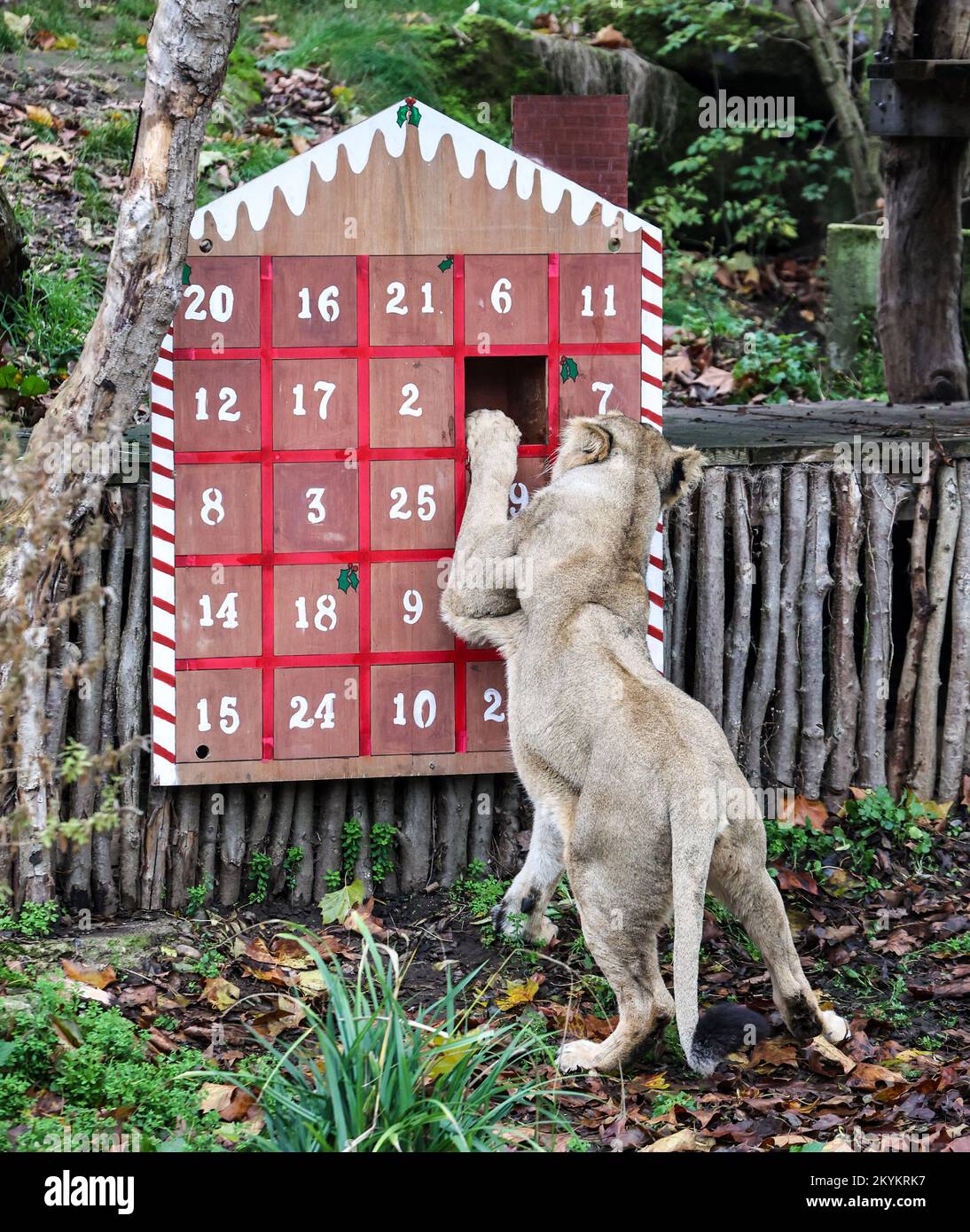 A lion seen enjoying advent calendar themed enrichment items as part of ...