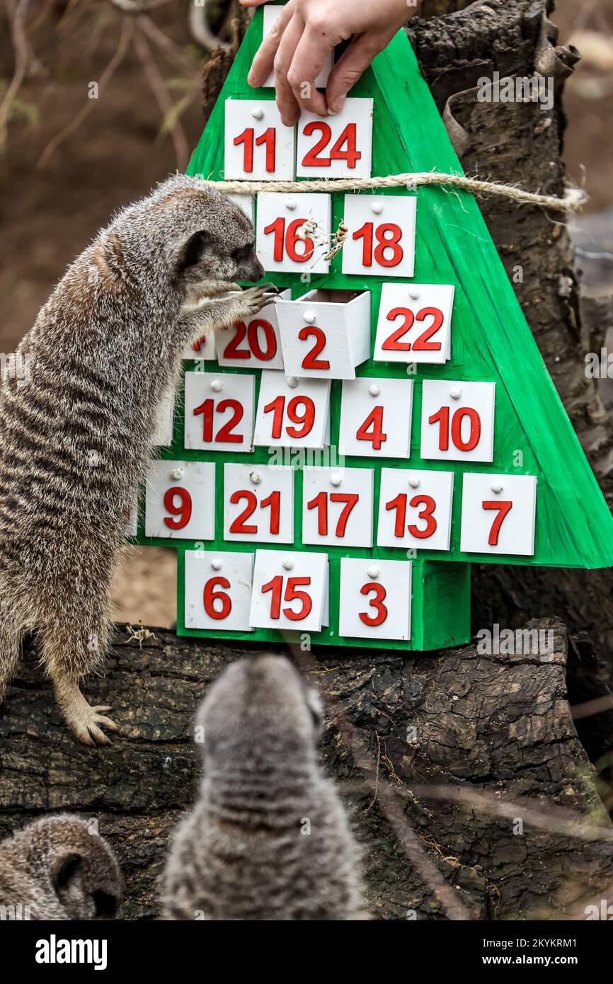 London zoos christmas photocall hi-res stock photography and images - Alamy