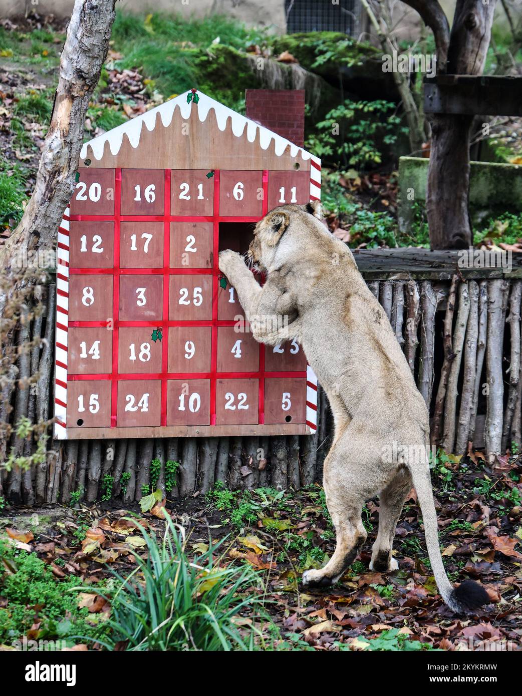 A lion seen enjoying advent calendar themed enrichment items as part of ...