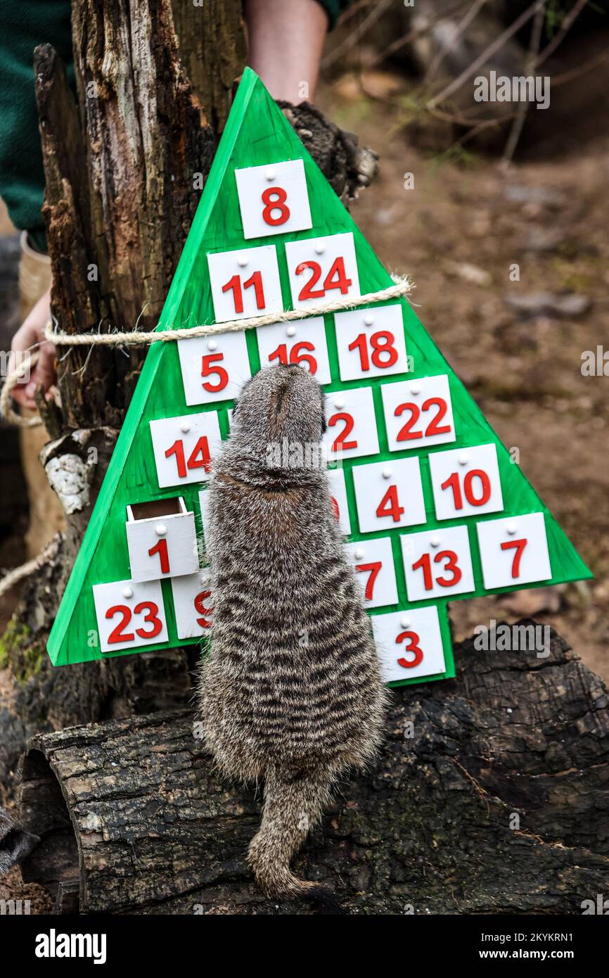 A meerkat seen enjoying advent calendar themed enrichment items as part ...