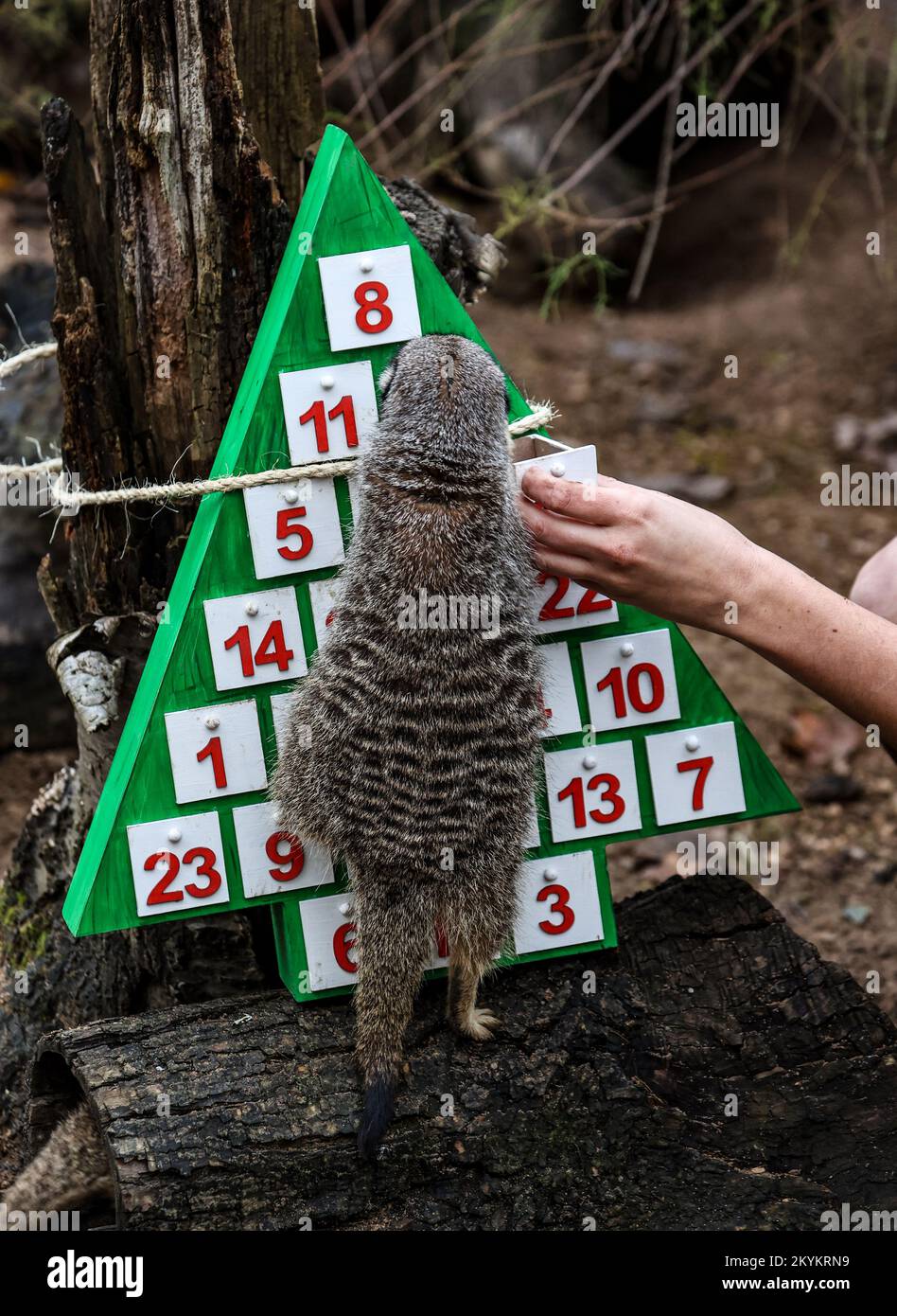 A meerkat seen enjoying advent calendar themed enrichment items as part ...