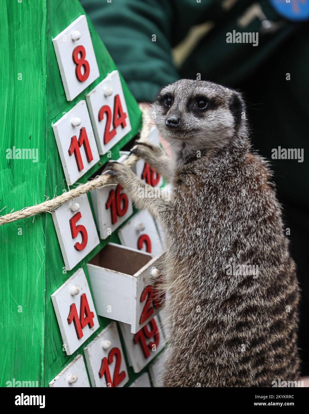 London zoos christmas photocall hi-res stock photography and images - Alamy