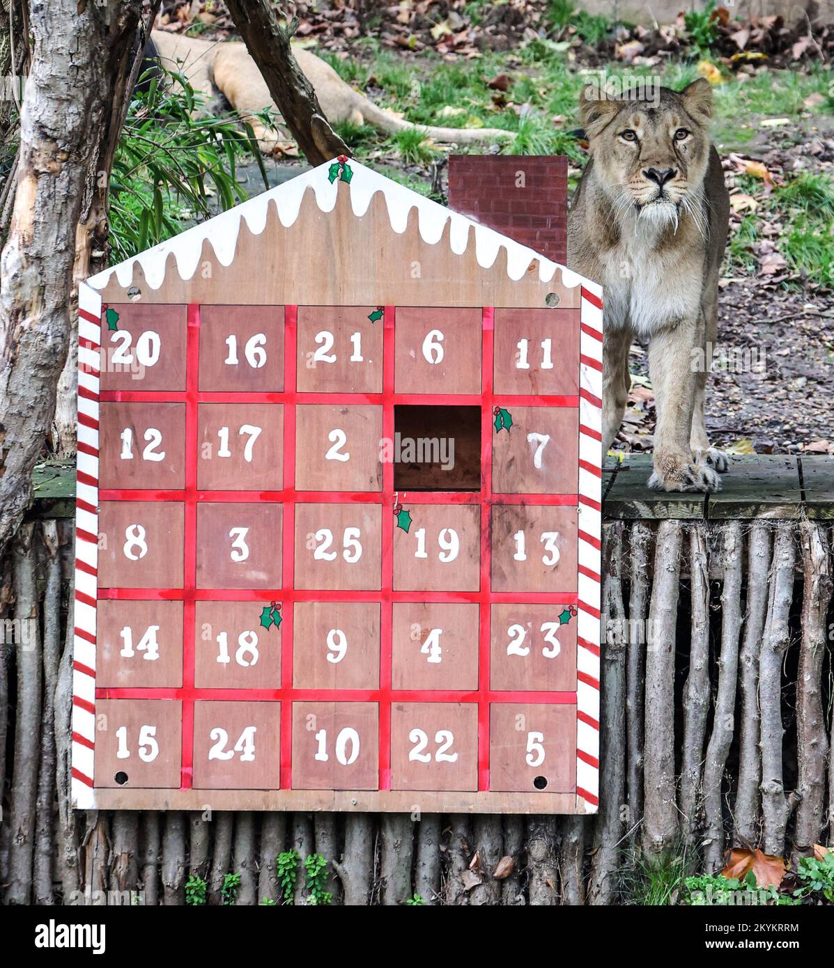 A lion seen enjoying advent calendar themed enrichment items as part of ...