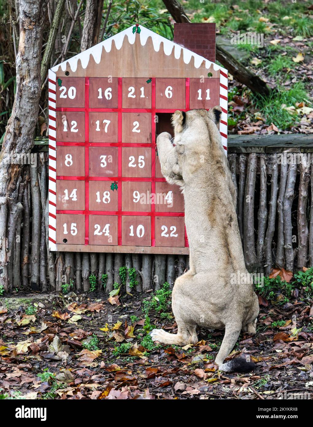 London, UK. 30th Nov, 2022. A lion seen enjoying advent calendar themed ...
