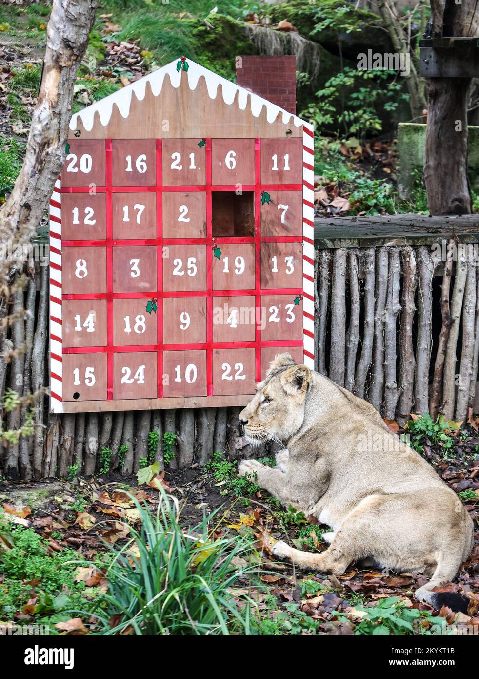 London, UK. 30th Nov, 2022. A lion seen enjoying advent calendar themed ...