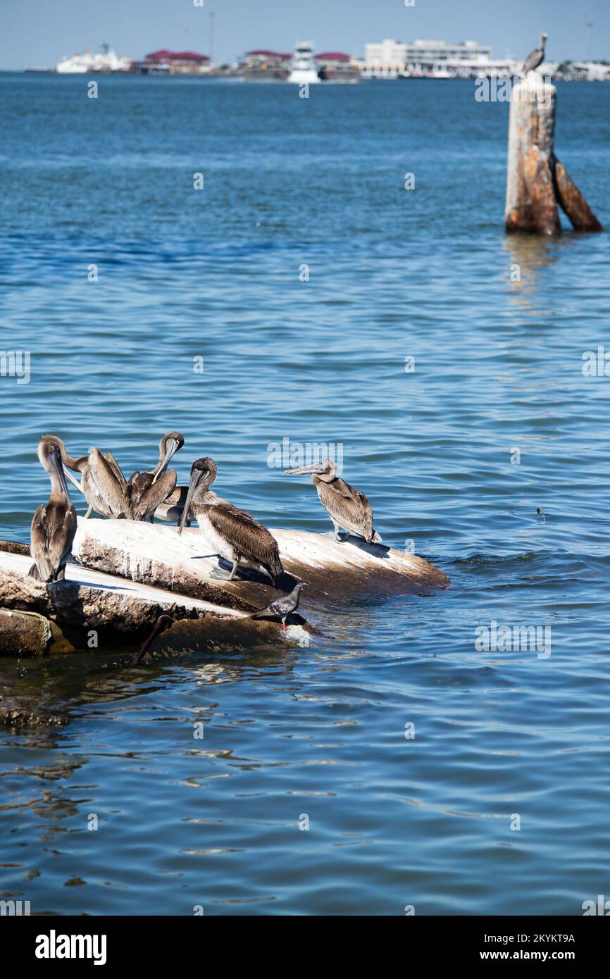 Scenes from Galveston on the Texas Gulf Coast Stock Photo - Alamy
