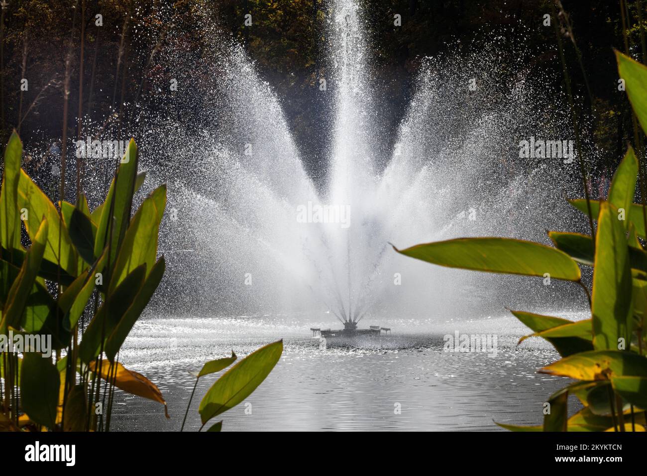 Bright sparkling fountain with lotus leaves on a pond in recreation ...