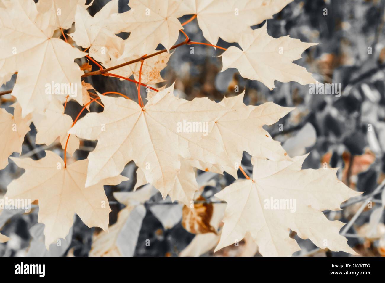 Autumn yellow maple leaves, branches close-up with blurred background, colorless nature details ...
