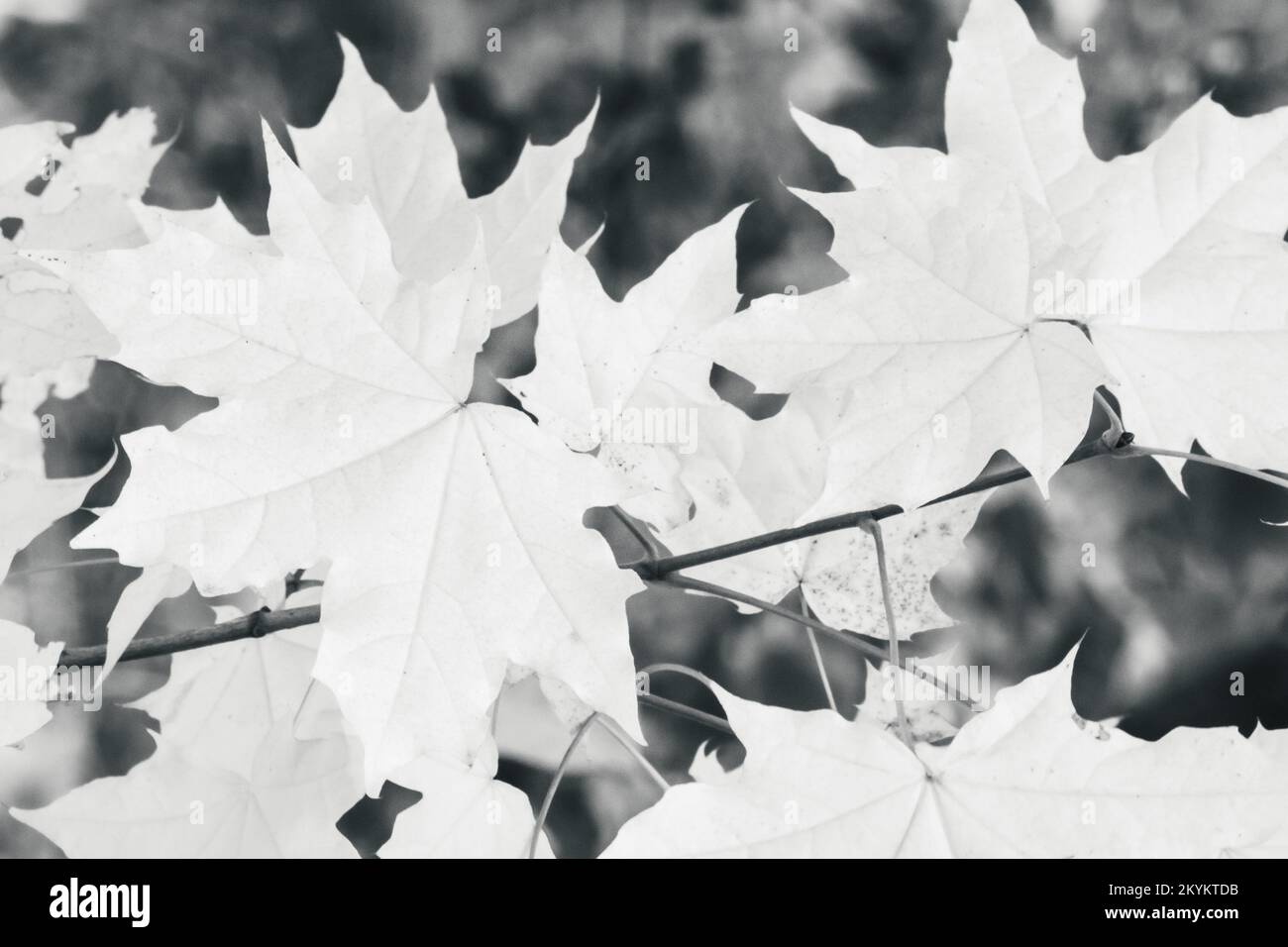 Autumn grayscale maple leaves, branches close-up with blurred ...