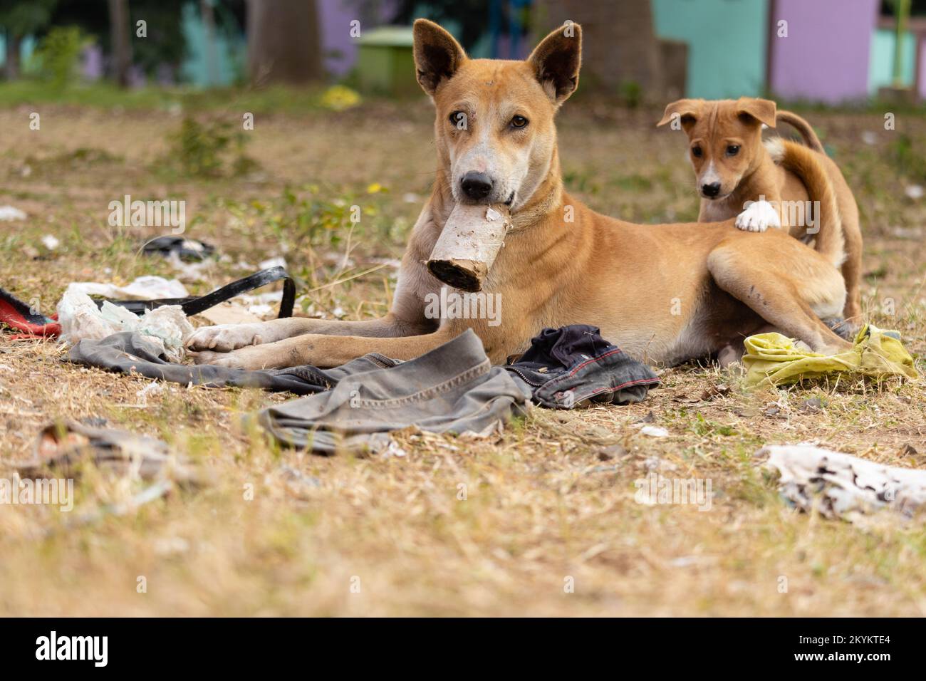 Feed street dogs hi-res stock photography and images - Alamy
