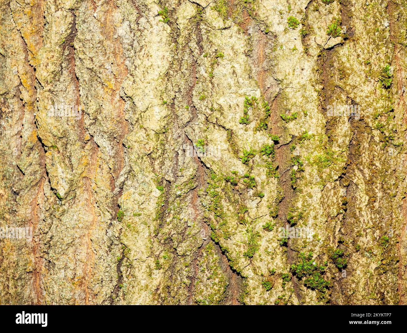 Tree bark texture with little green leaf sprouts as a background Stock ...