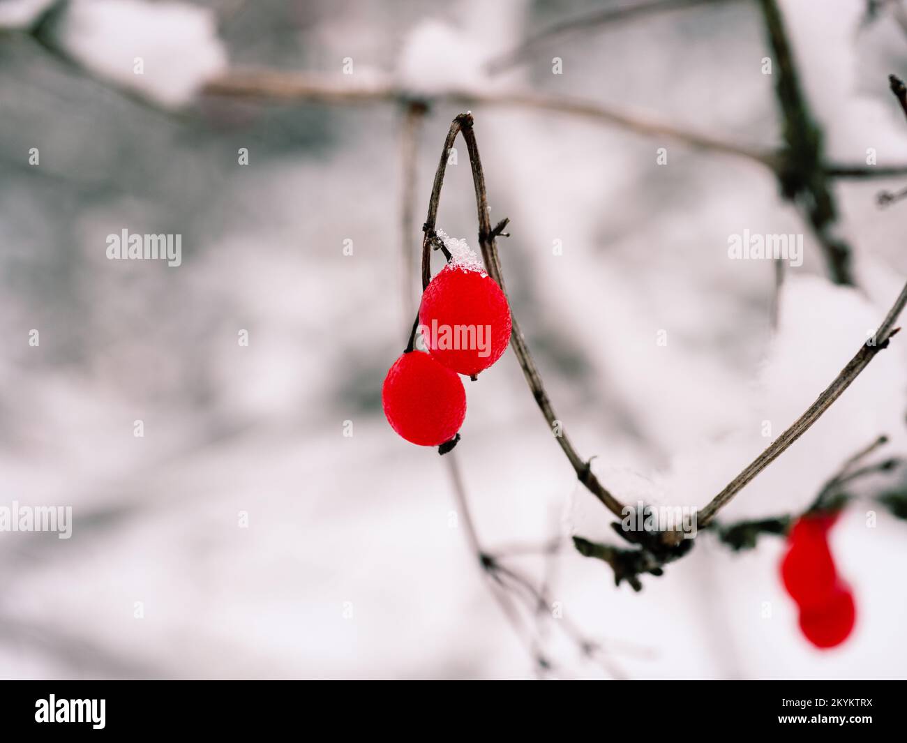 Bunch fresh cranberries hi-res stock photography and images - Alamy