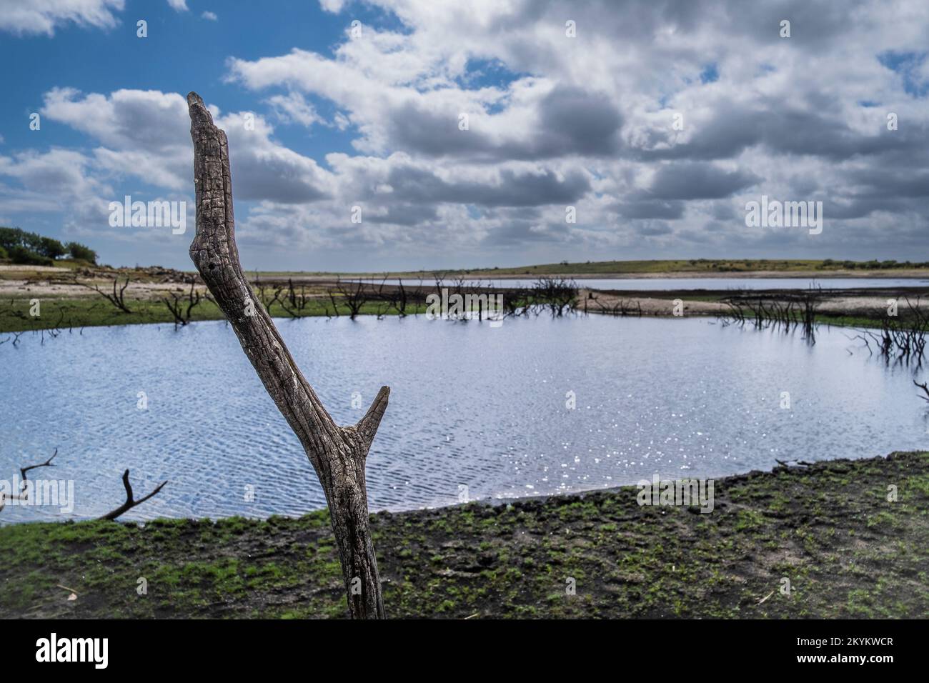 The remains of skeletal dead trees in and around a small man-made pond ...