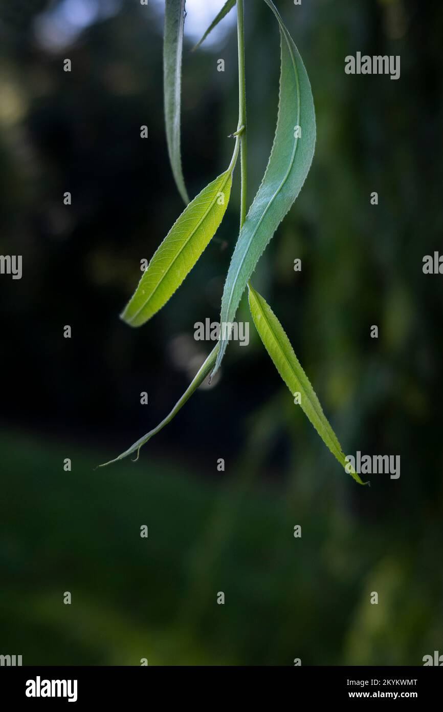 A close up closeup view of Willow Tree leaves Salix in a park in ...