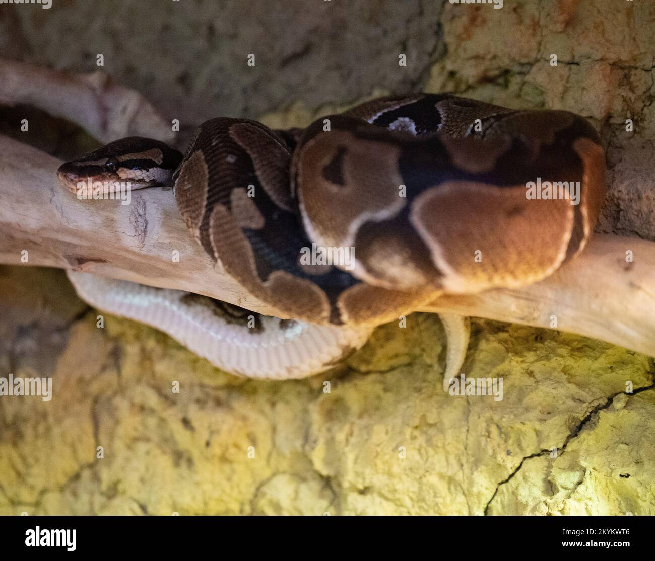 Python 30th hi-res stock photography and images - Alamy