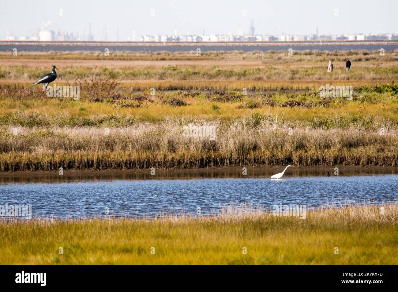 Scenes from Galveston on the Texas Gulf Coast Stock Photo - Alamy