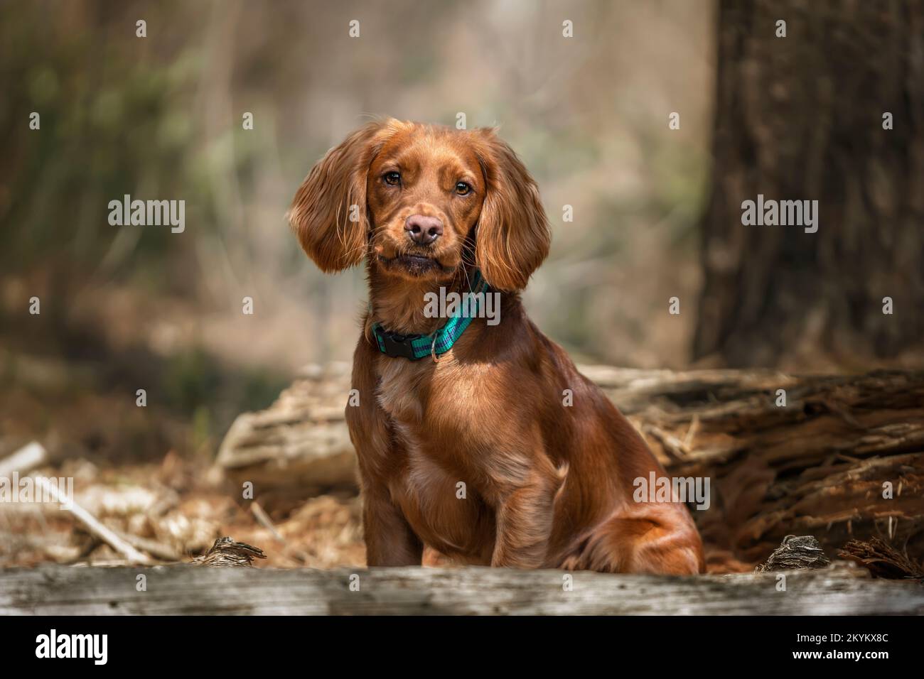 Working cocker spaniel puppy sitting behind a fallen tree in a forest with his mouth closed ...