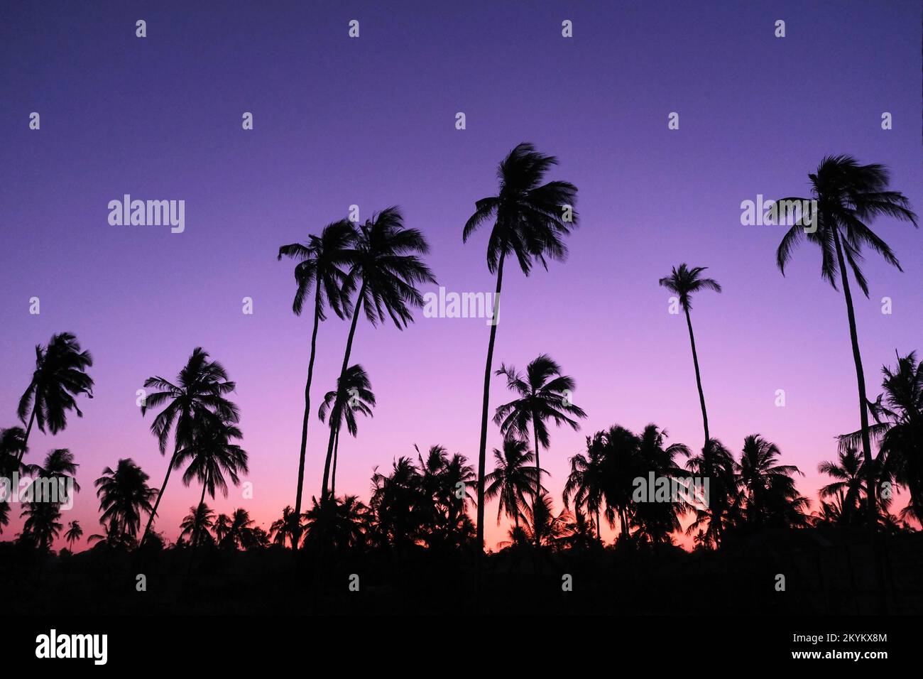 The moon rises behind palm trees during sunset on a tropical island ...