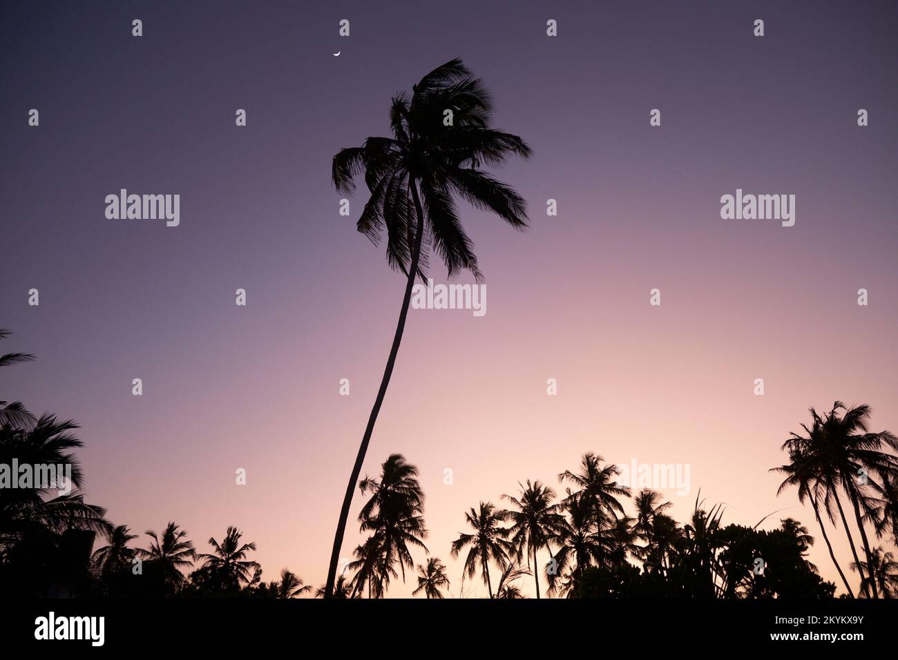 The moon rises behind palm trees during sunset on a tropical island ...