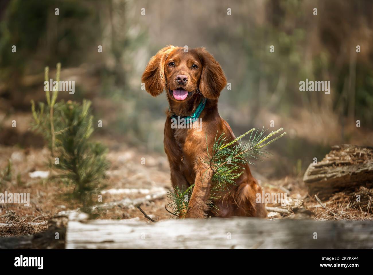 Working cocker spaniel puppy sitting behind a fallen tree in a forest ...