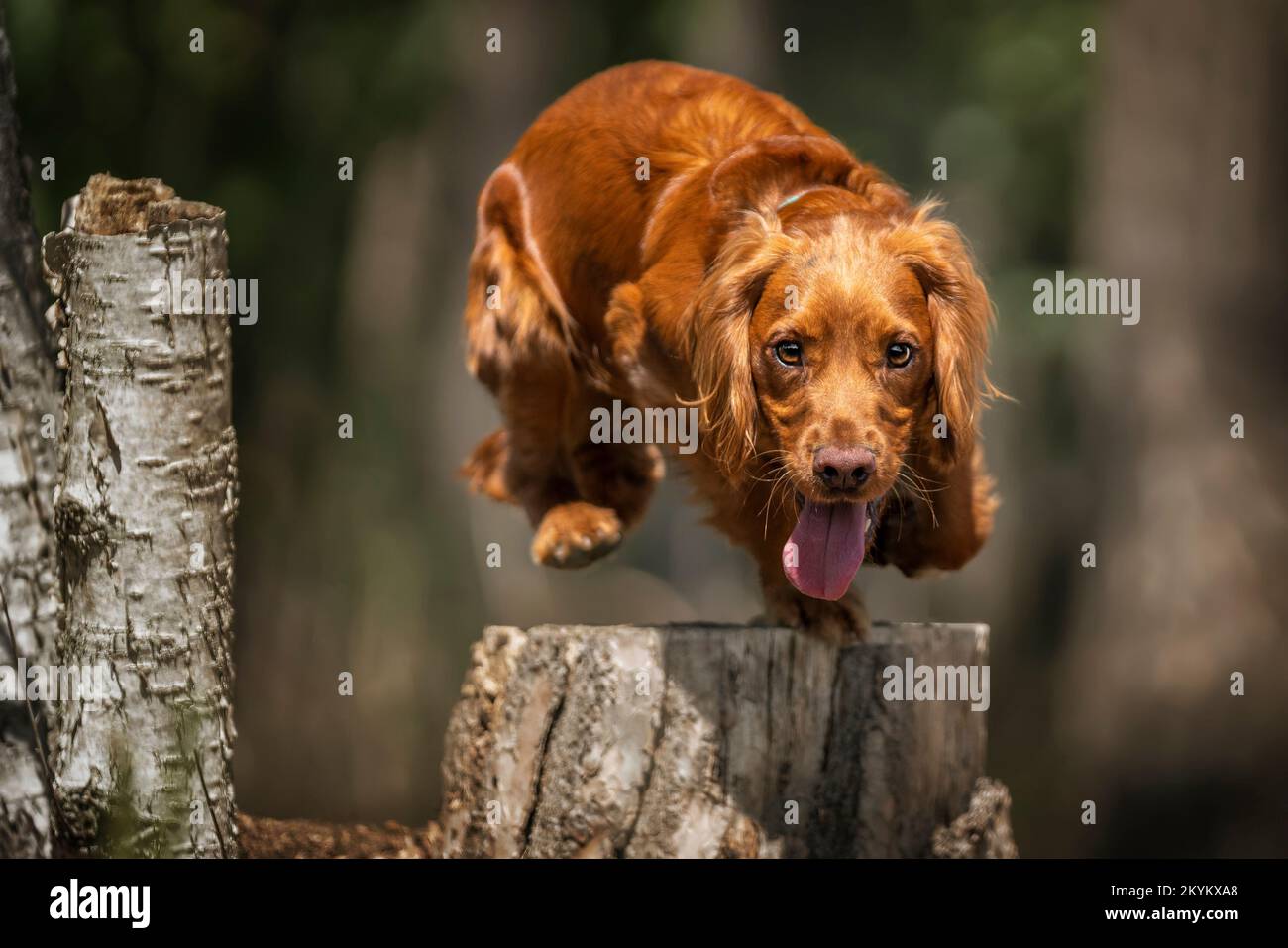 Working cocker spaniel puppy jumping over a tree stump in a forest ...