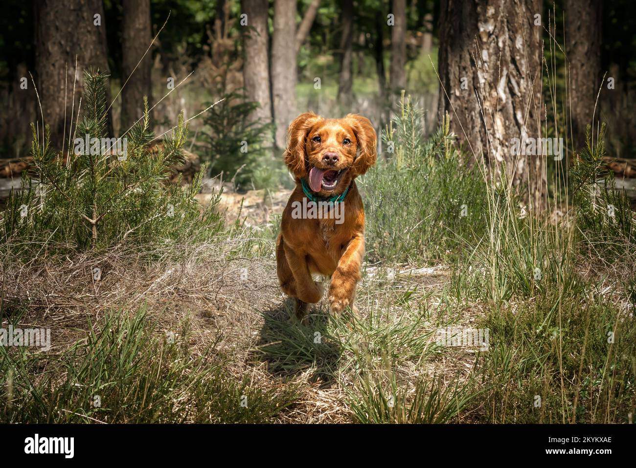 Working cocker spaniel puppy running in a forest all paws off the ...
