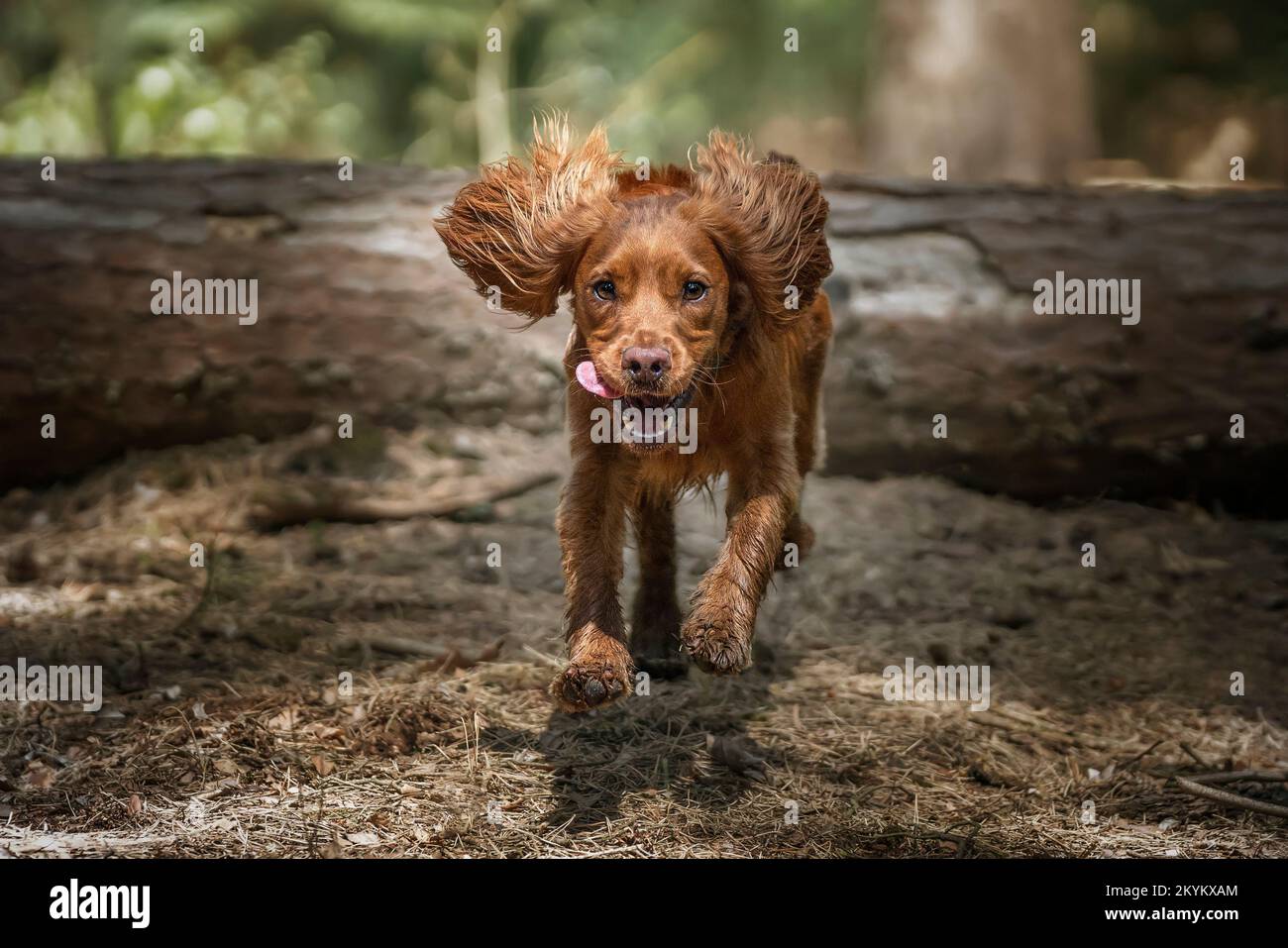 Working cocker spaniel puppy jumping and flying over a fallen tree log ...