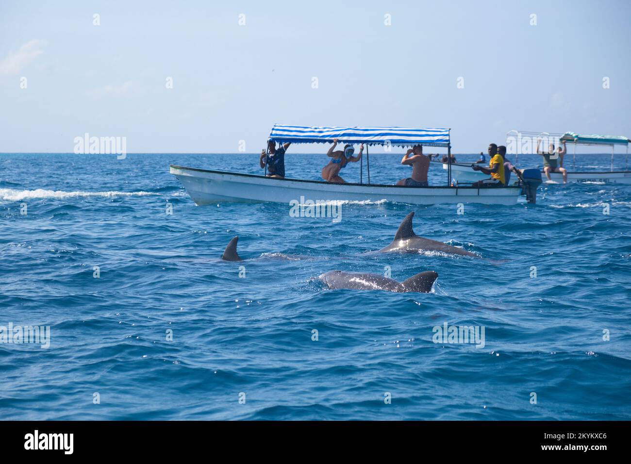 Tourists on dolphin sight seeing boat tours chase dolphins in the water ...