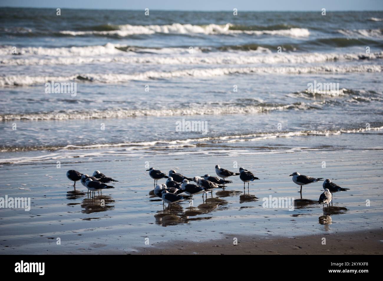Scenes from Galveston on the Texas Gulf Coast Stock Photo - Alamy