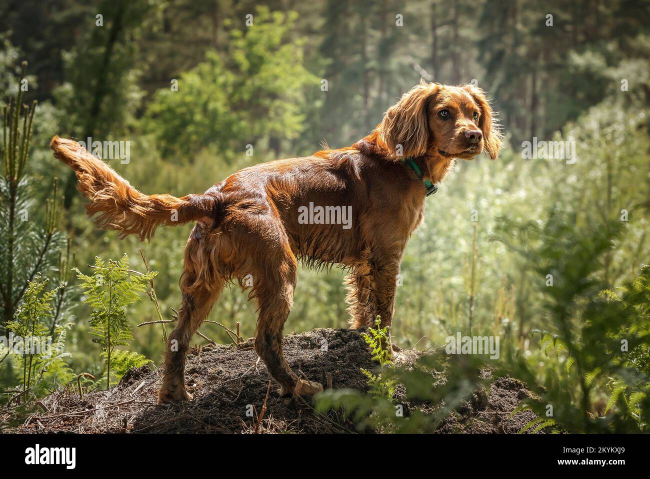 Working cocker spaniel puppy standing in a forest backlit Stock Photo ...