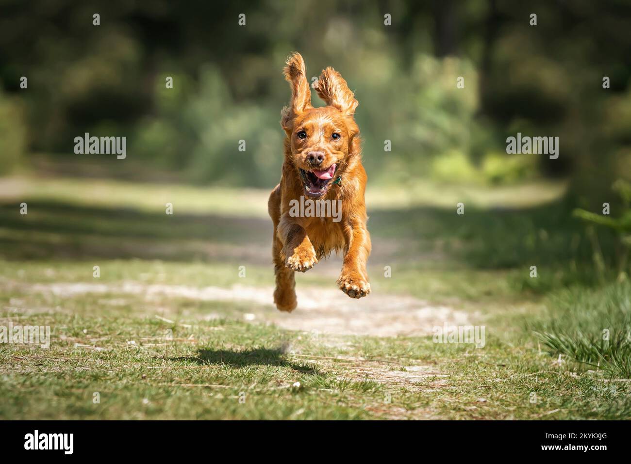 Working cocker spaniel puppy running in a forest all paws off the ...