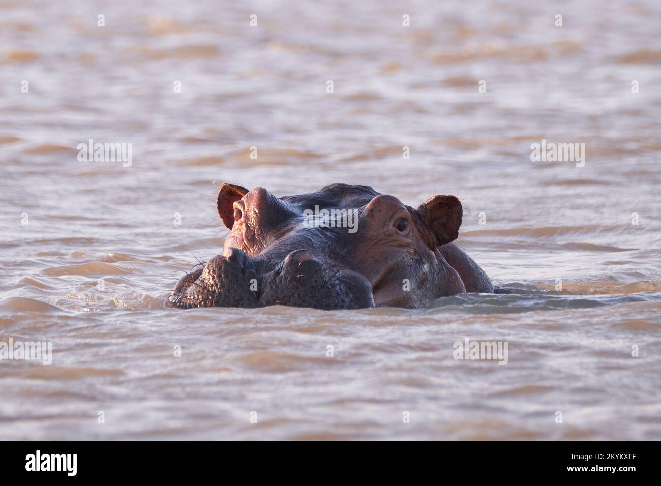 hippopotamus swims in The Rufiji river Stock Photo - Alamy