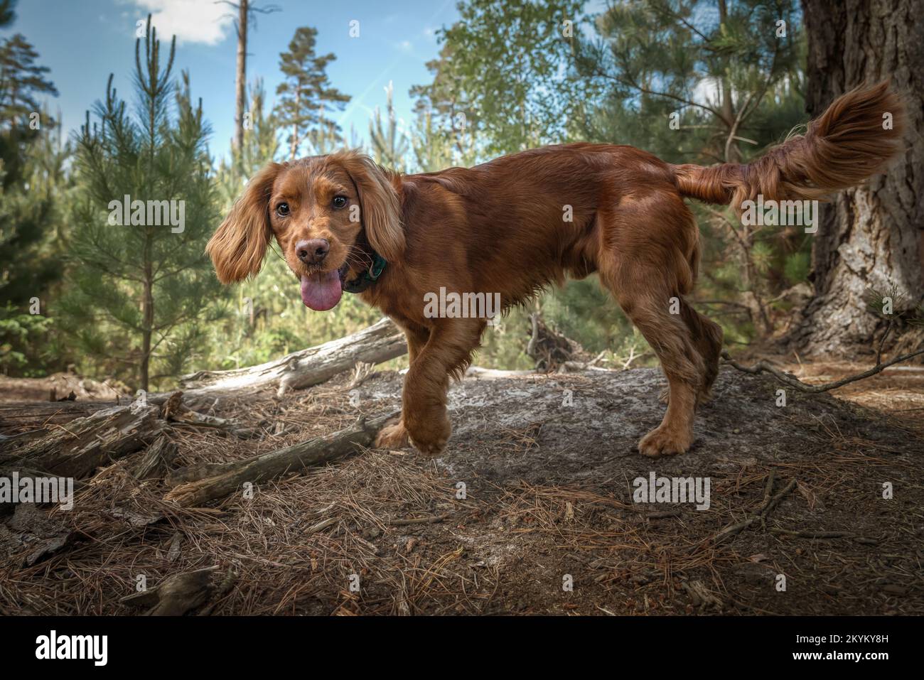 Working cocker spaniel puppy close up in a forest looking directly at ...