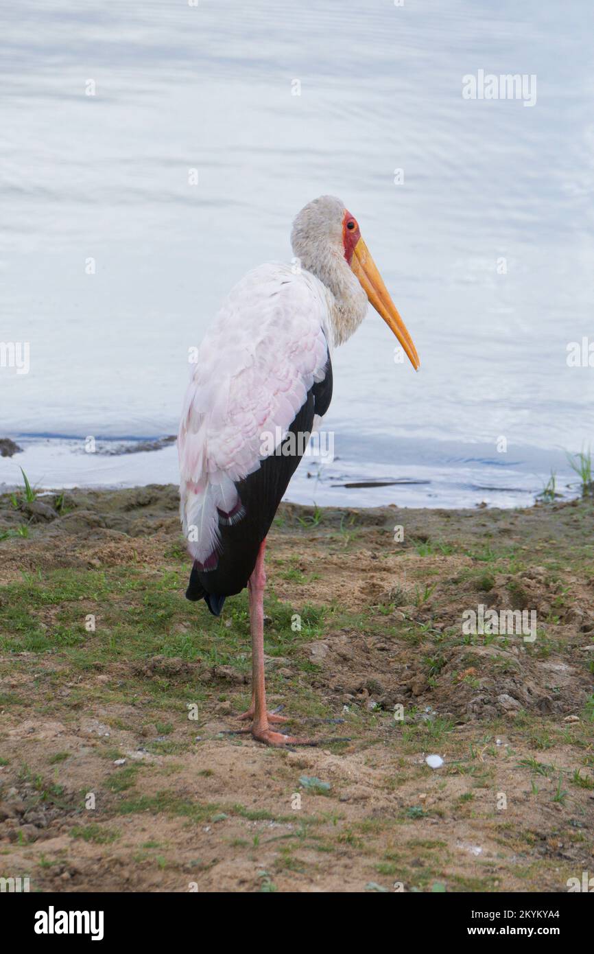 A pink backed Pelican in Nyerere national park Stock Photo - Alamy