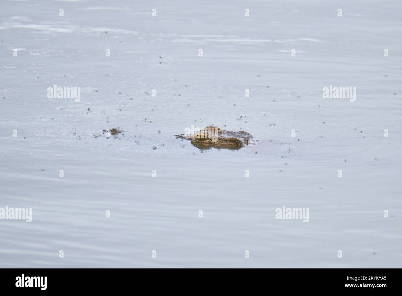A crocodile lies in wait in the shallows of a watering hole in Nyerere ...