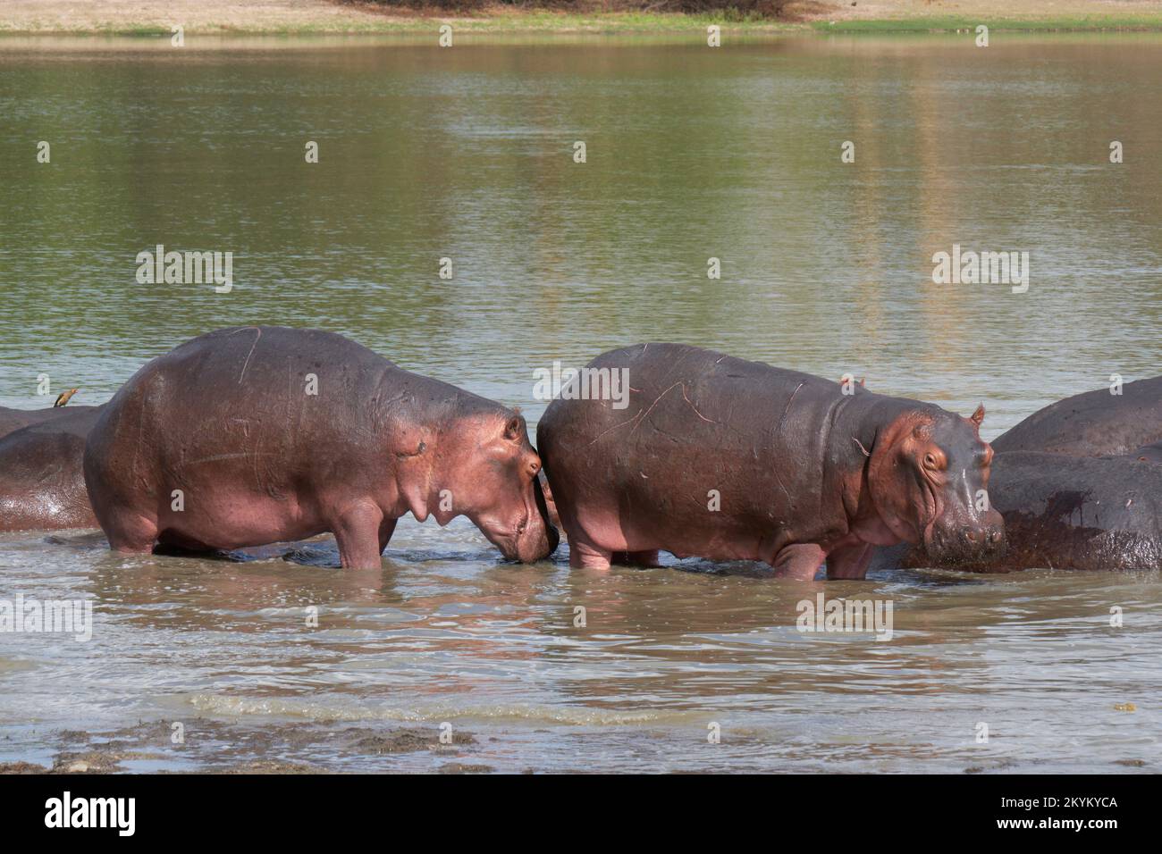 Tanzanian hippopotamus hi-res stock photography and images - Alamy