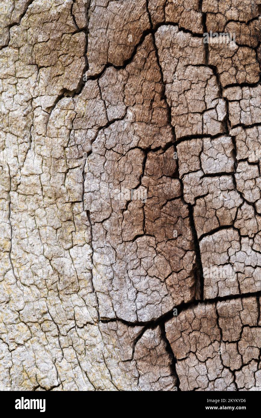 A close-up view of a decaying bark revealing patterns and textures of ...