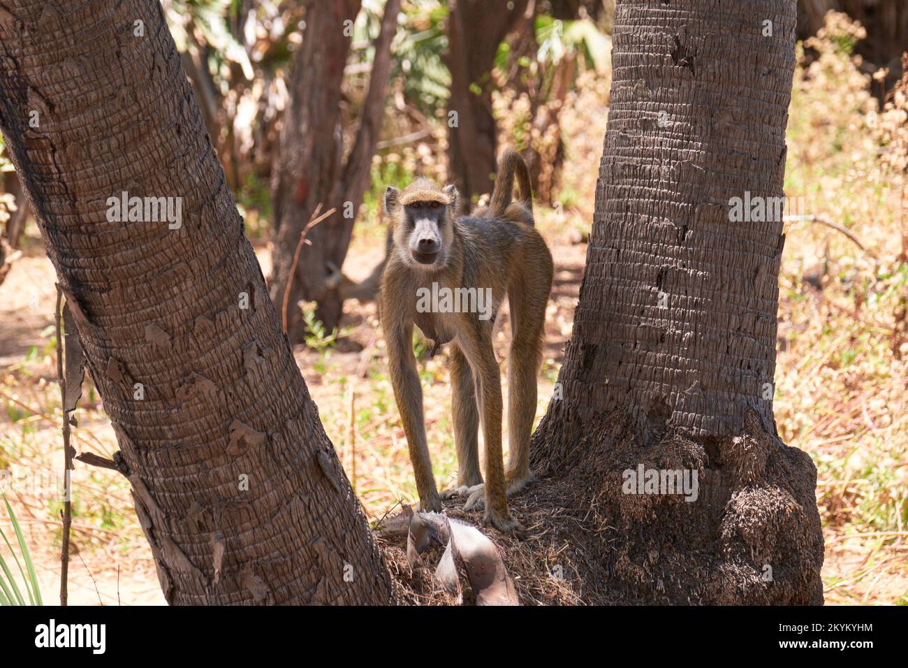 Baboon in Nyerere national park Stock Photo - Alamy